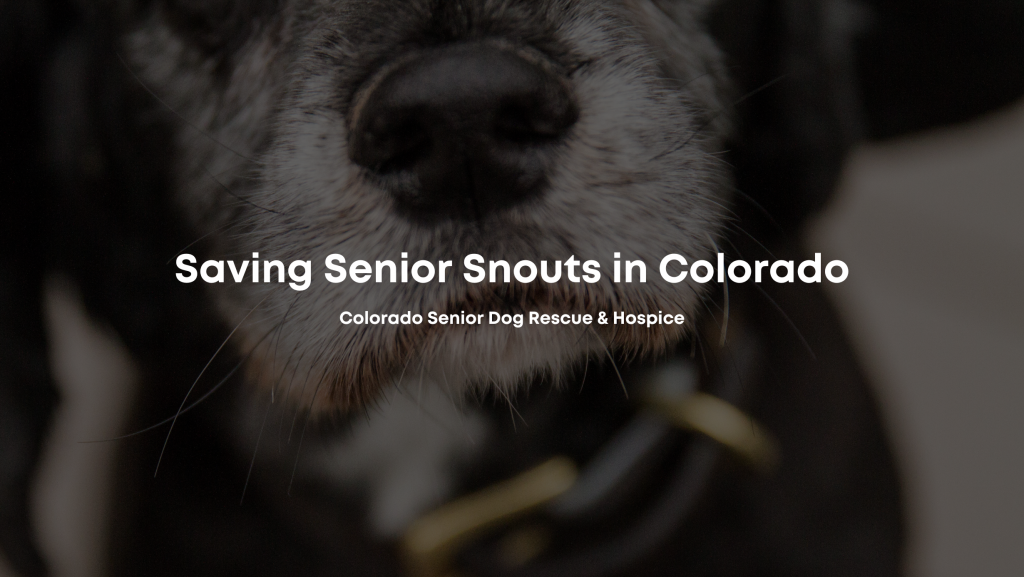 Home - Colorado Senior Dog Rescue and Hospice