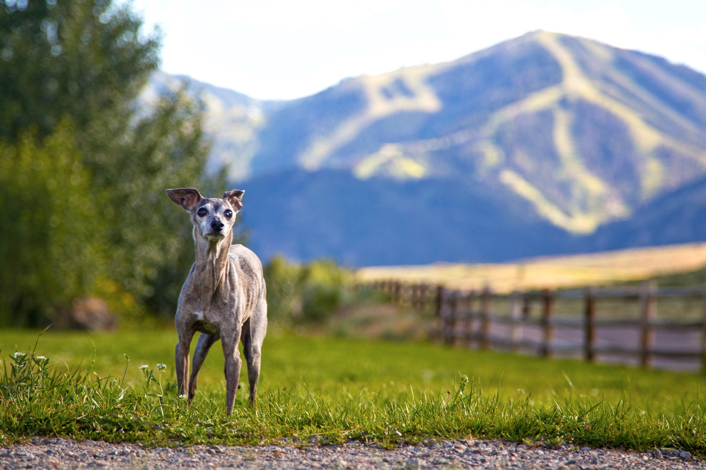 Contact Us - Colorado Senior Dog Rescue and Hospice