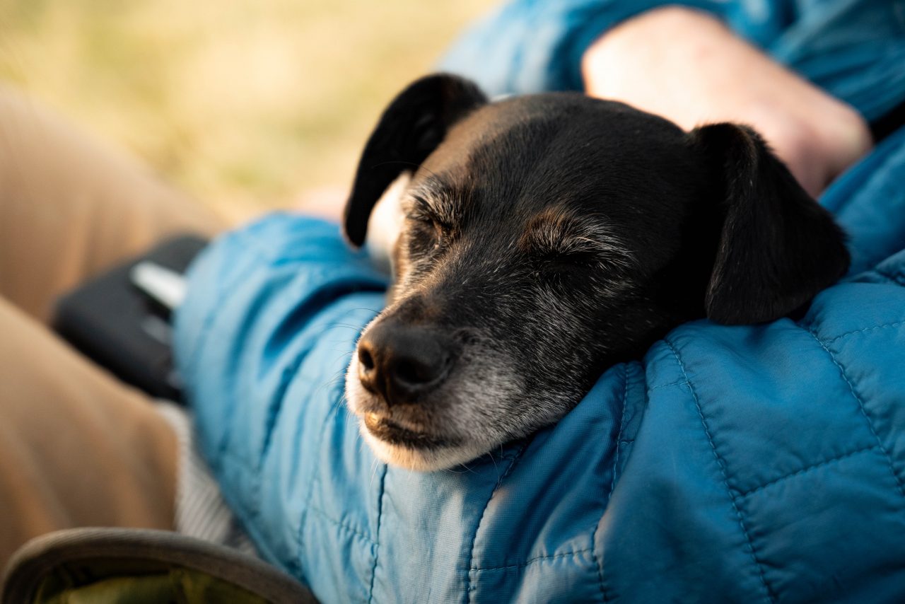 Adopt - Colorado Senior Dog Rescue and Hospice