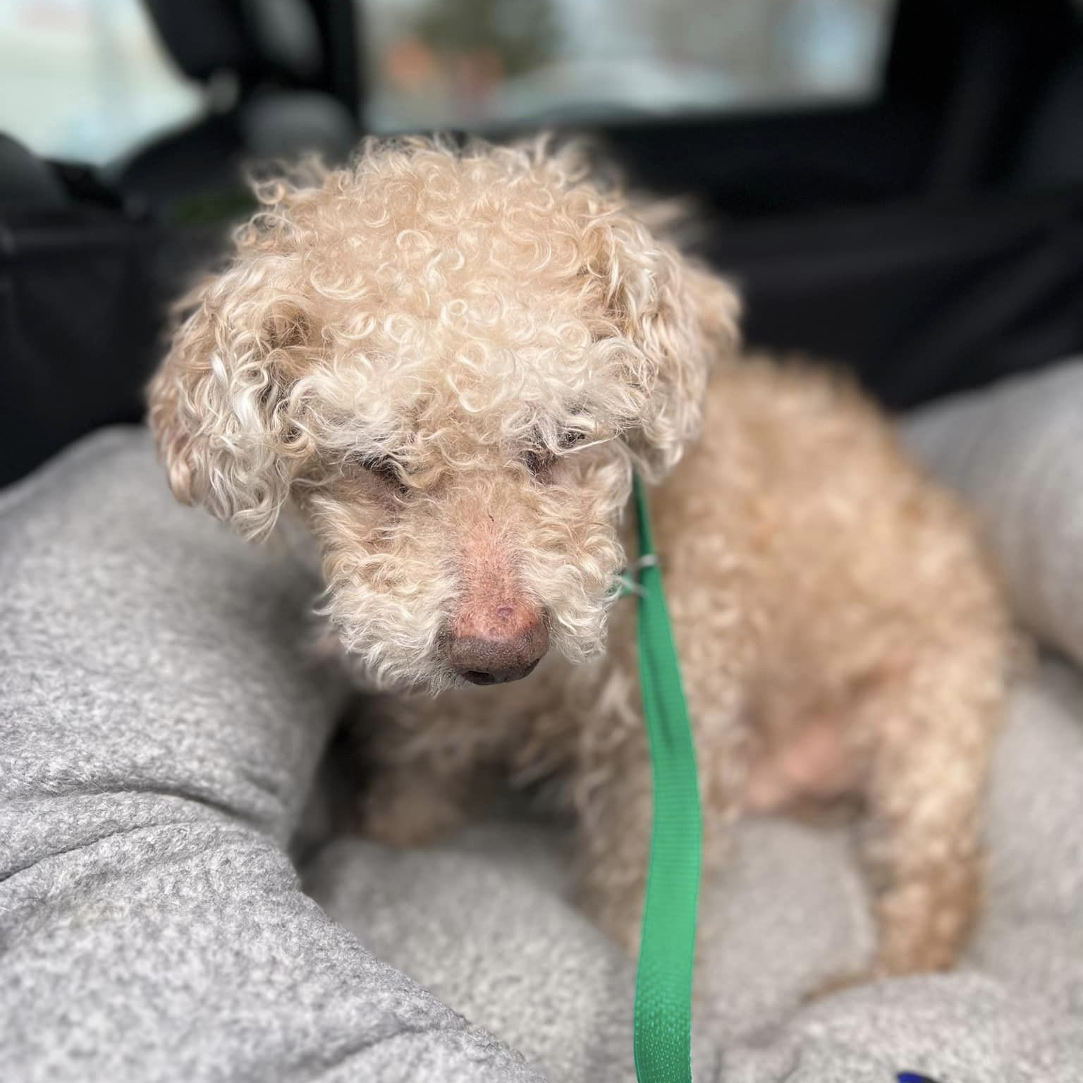 Adopt - Colorado Senior Dog Rescue and Hospice