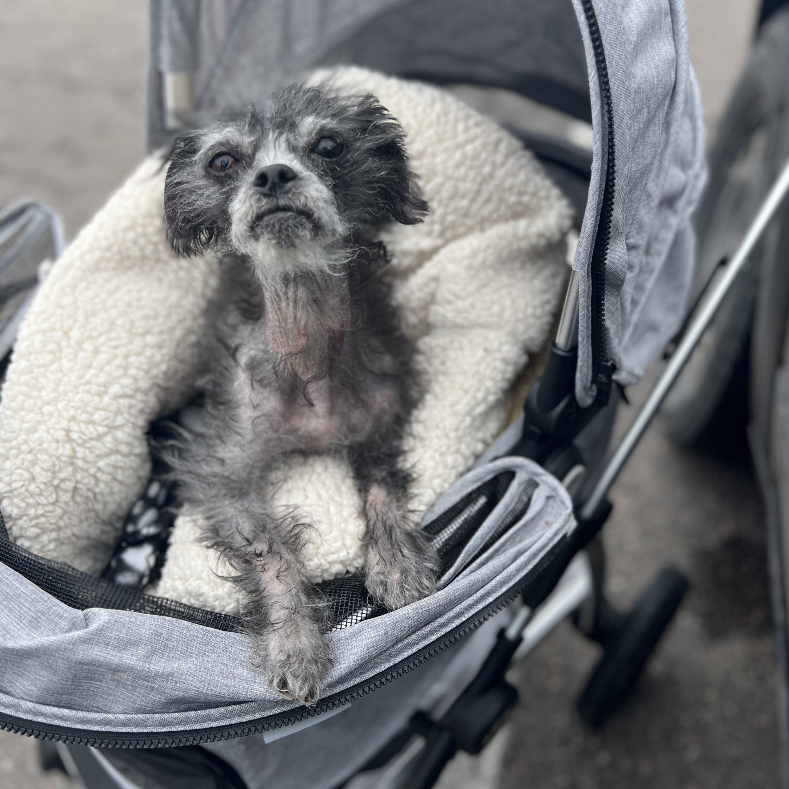 Adopt - Colorado Senior Dog Rescue and Hospice